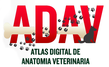 ADAV - Atlas Digital de Anatomia Veterinária